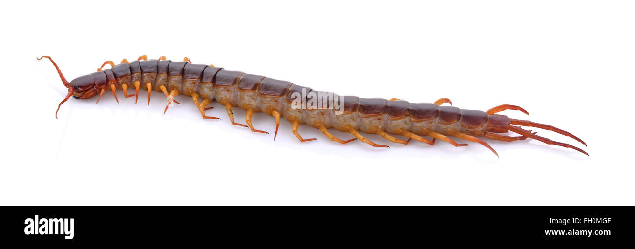 centipede on white background Stock Photo - Alamy