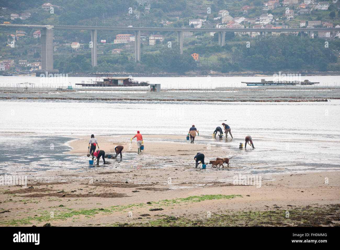 Fisherwomen collecting shellfish at Ria of Vigo, Galicia, Spain Stock ...