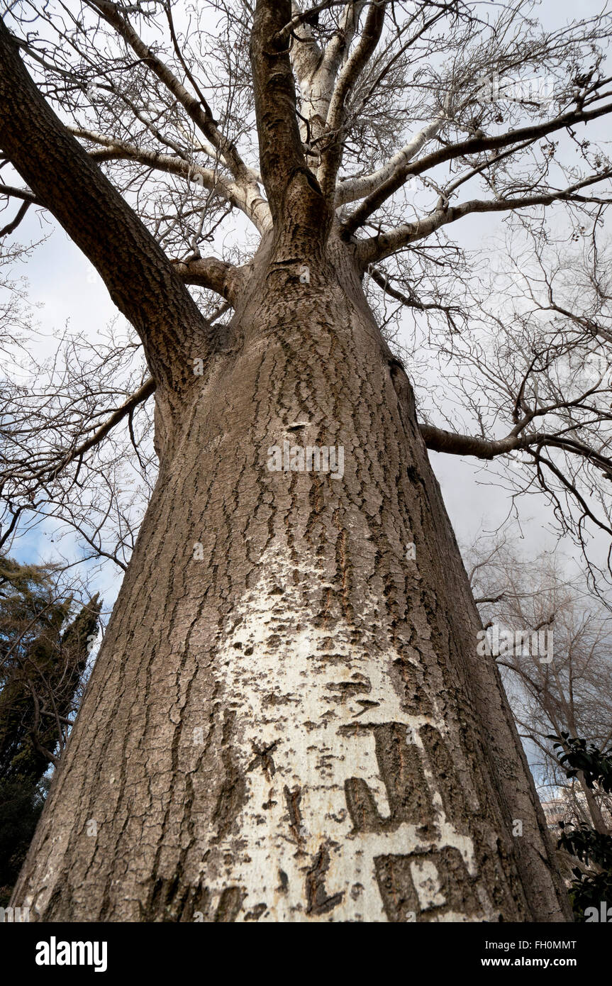 Poplar tree in winter. Trunk and branches of White Poplar (Populus alba ...
