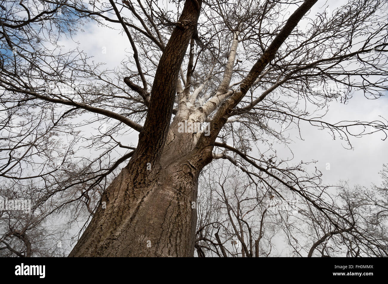 Poplar tree in winter. Trunk and branches of White Poplar (Populus alba ...