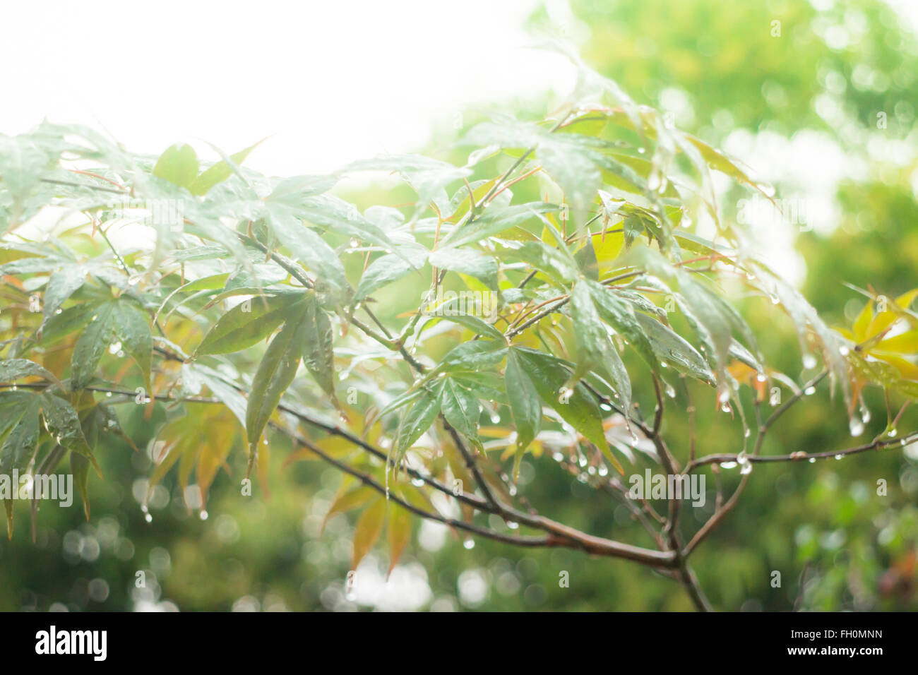 Abstract maple leaf background with vintage filter effect, stock photo ...