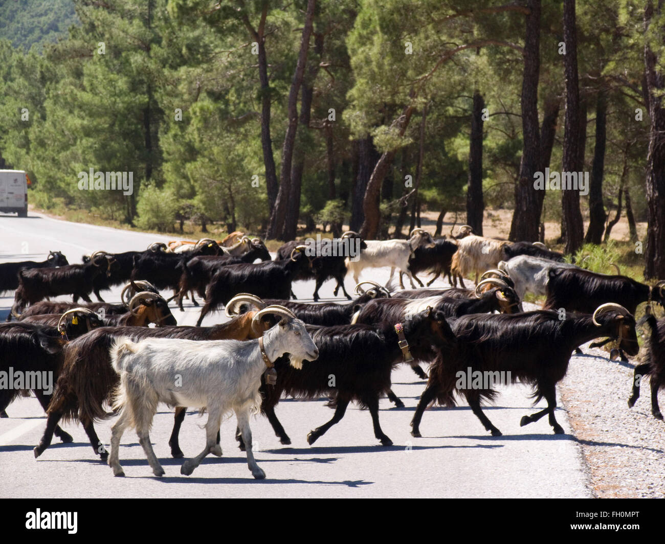 World of goats hi-res stock photography and images - Alamy