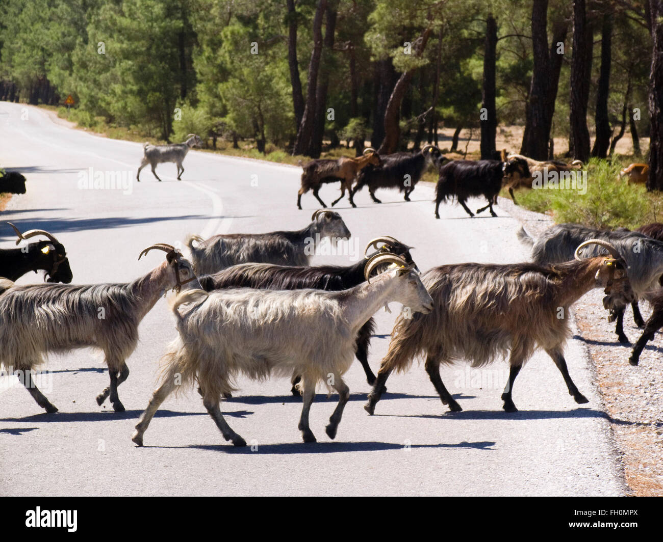 flock of goats, vasilika area, olympus mountain, lesbos island, north ...