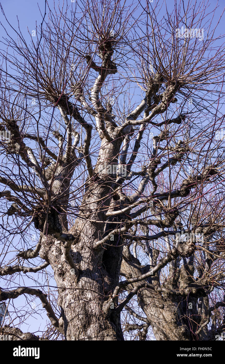 Tree trunk bulge hi-res stock photography and images - Alamy