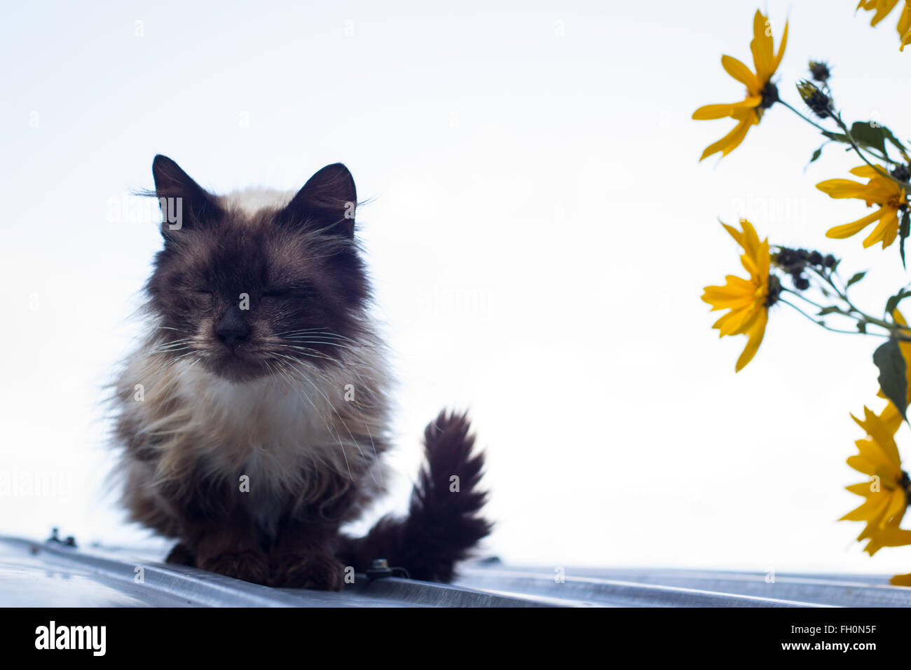 Furry brown cat hi-res stock photography and images - Alamy
