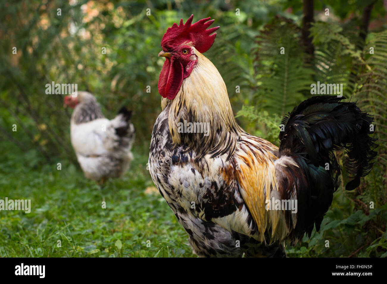 Handsome rooster and hen Stock Photo - Alamy