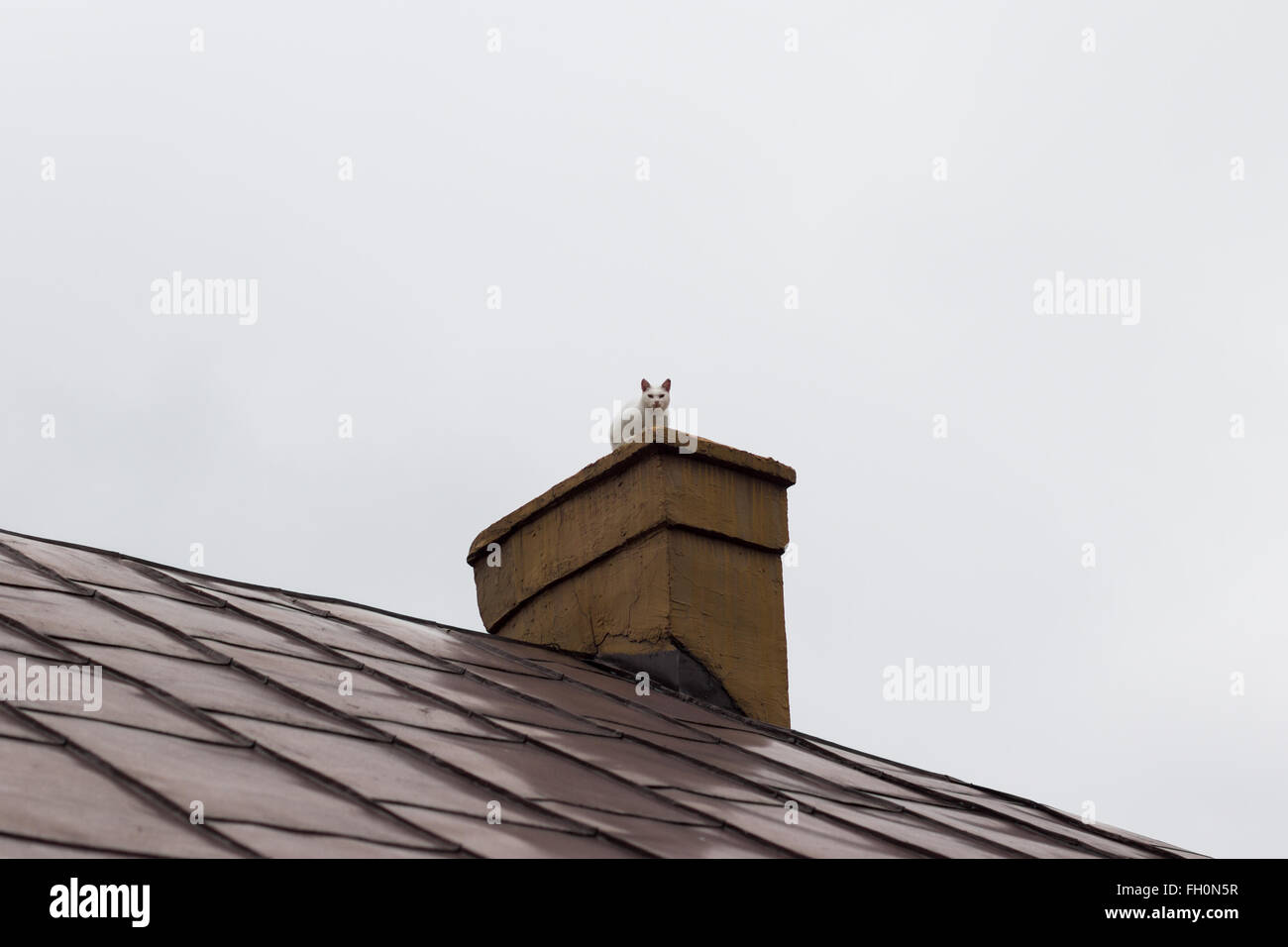 White cat relaxes on house chimney Stock Photo - Alamy
