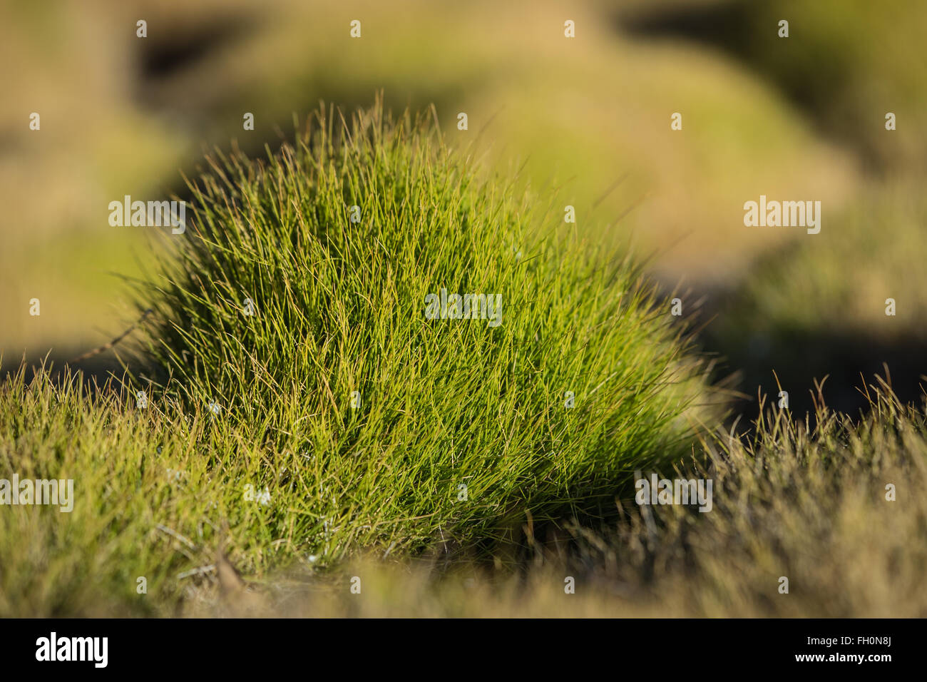 Green zen garden grass in nature creates a calm peaceful feel Stock ...