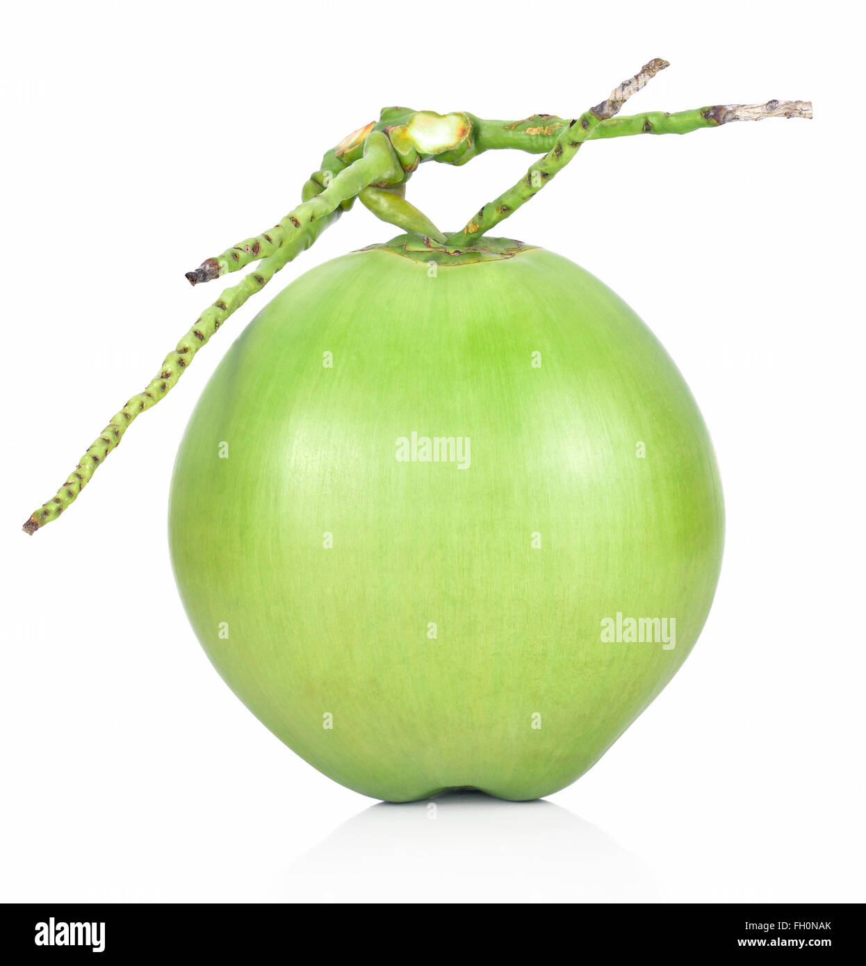 Green Coconut Silhouette