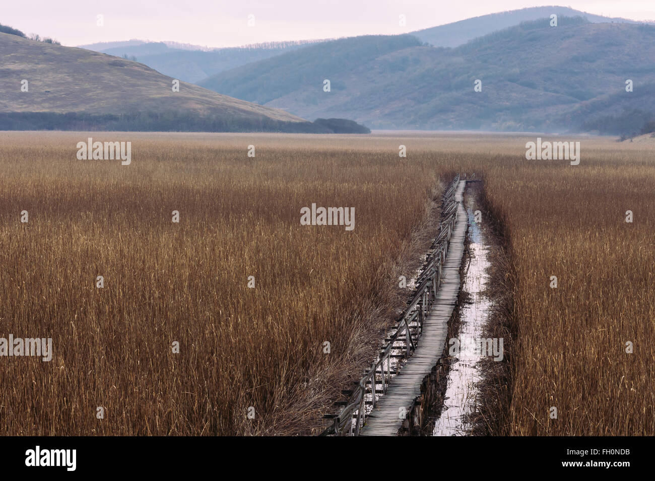 Pathway through the reed beds in Sic, Cluj, Romania Stock Photo - Alamy