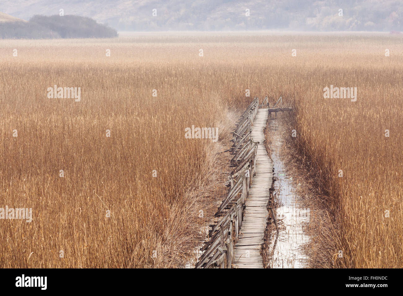 Pathway through the reed beds in Sic, Cluj, Romania Stock Photo - Alamy