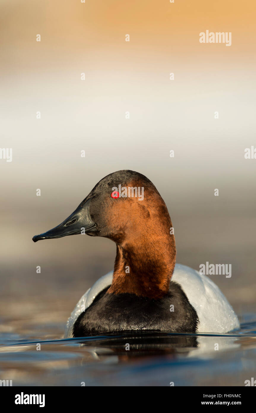 A Drake Canvasback swimming in the water Stock Photo - Alamy