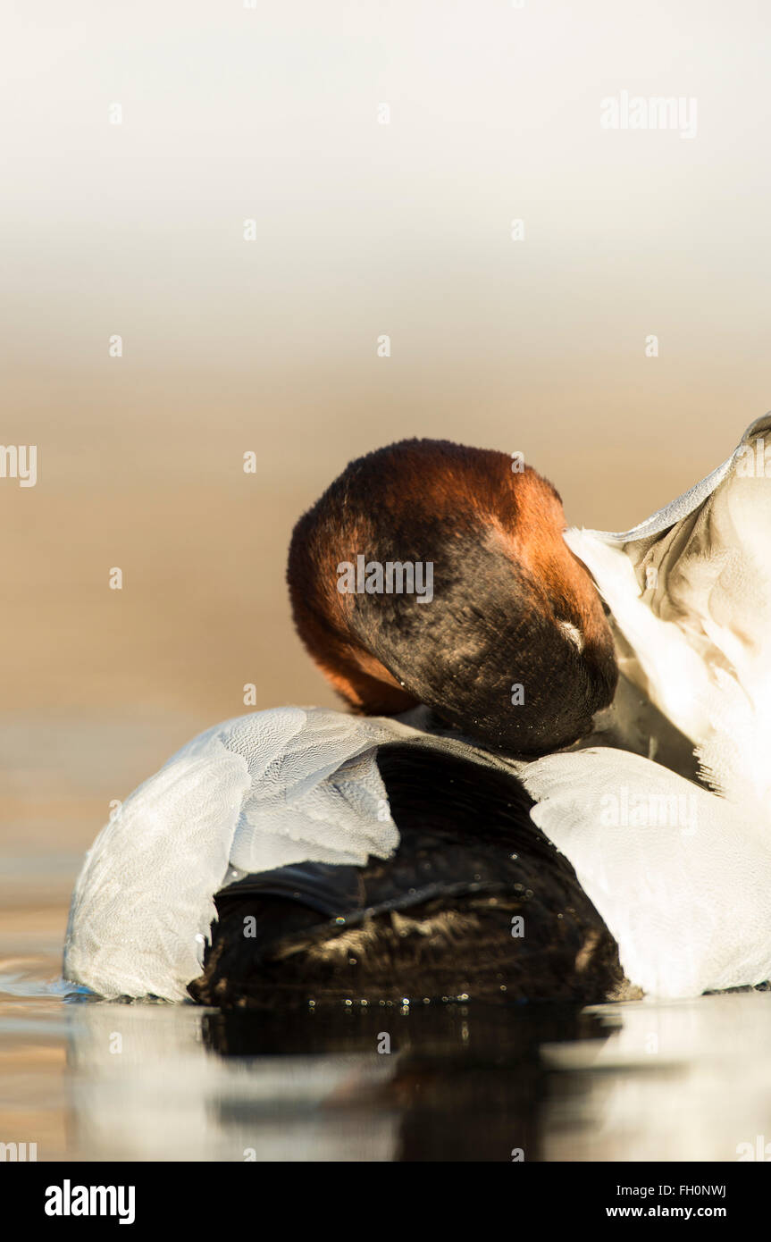 A Drake Canvasback swimming in the water Stock Photo - Alamy