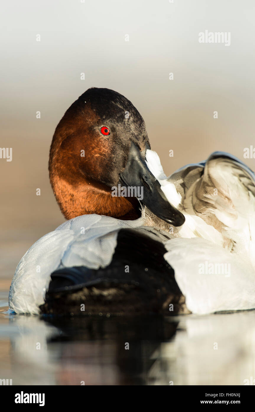 A Drake Canvasback swimming in the water Stock Photo - Alamy