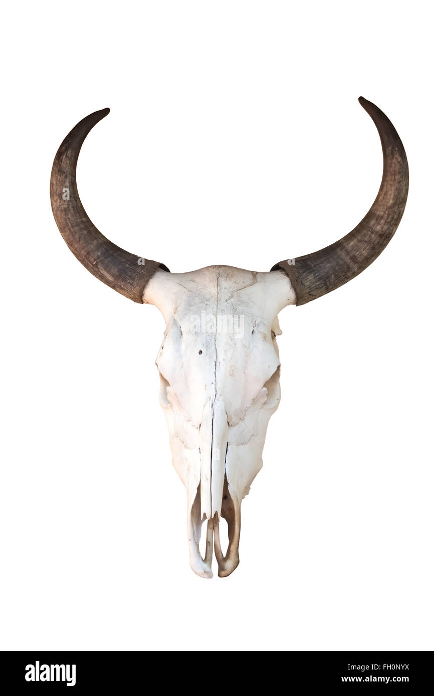 Bull skull head Cut Out Stock Images & Pictures - Alamy