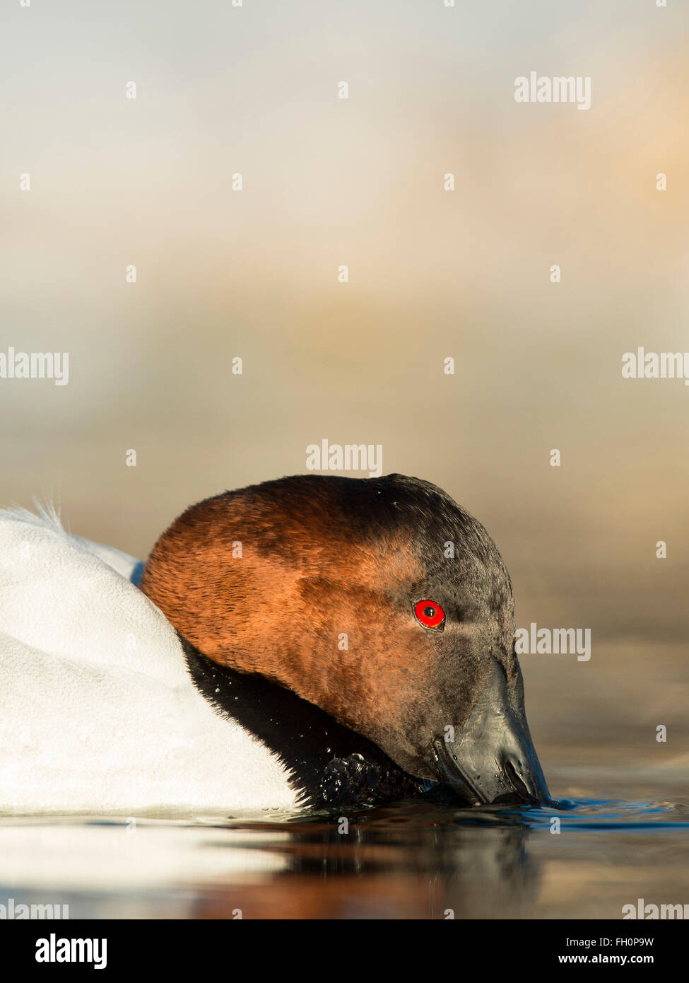 A Drake Canvasback swimming in the water Stock Photo - Alamy