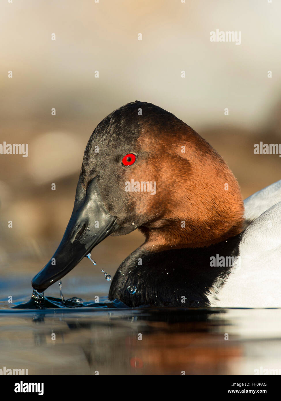 A Drake Canvasback swimming in the water Stock Photo - Alamy
