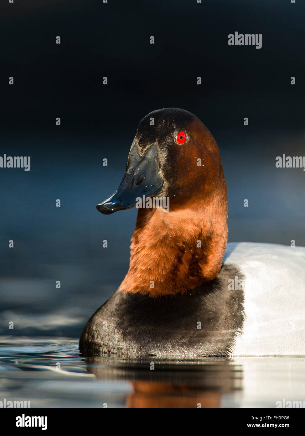 A Drake Canvasback swimming in the water Stock Photo - Alamy