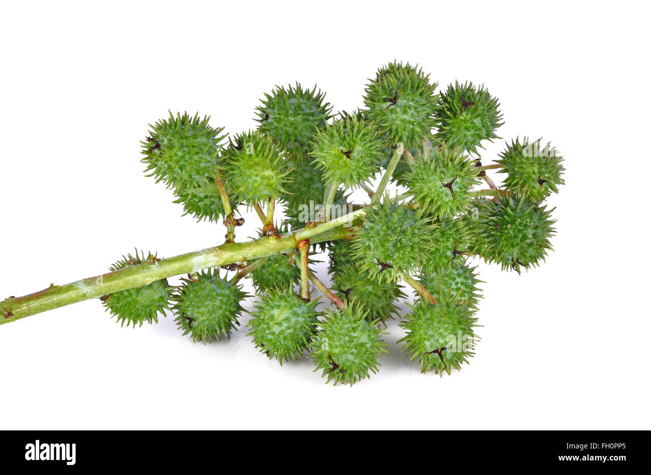 Castor oil plant on white background Stock Photo - Alamy