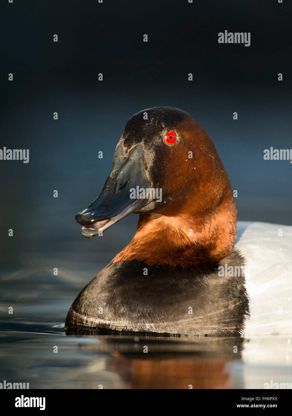 A Drake Canvasback swimming in the water Stock Photo - Alamy