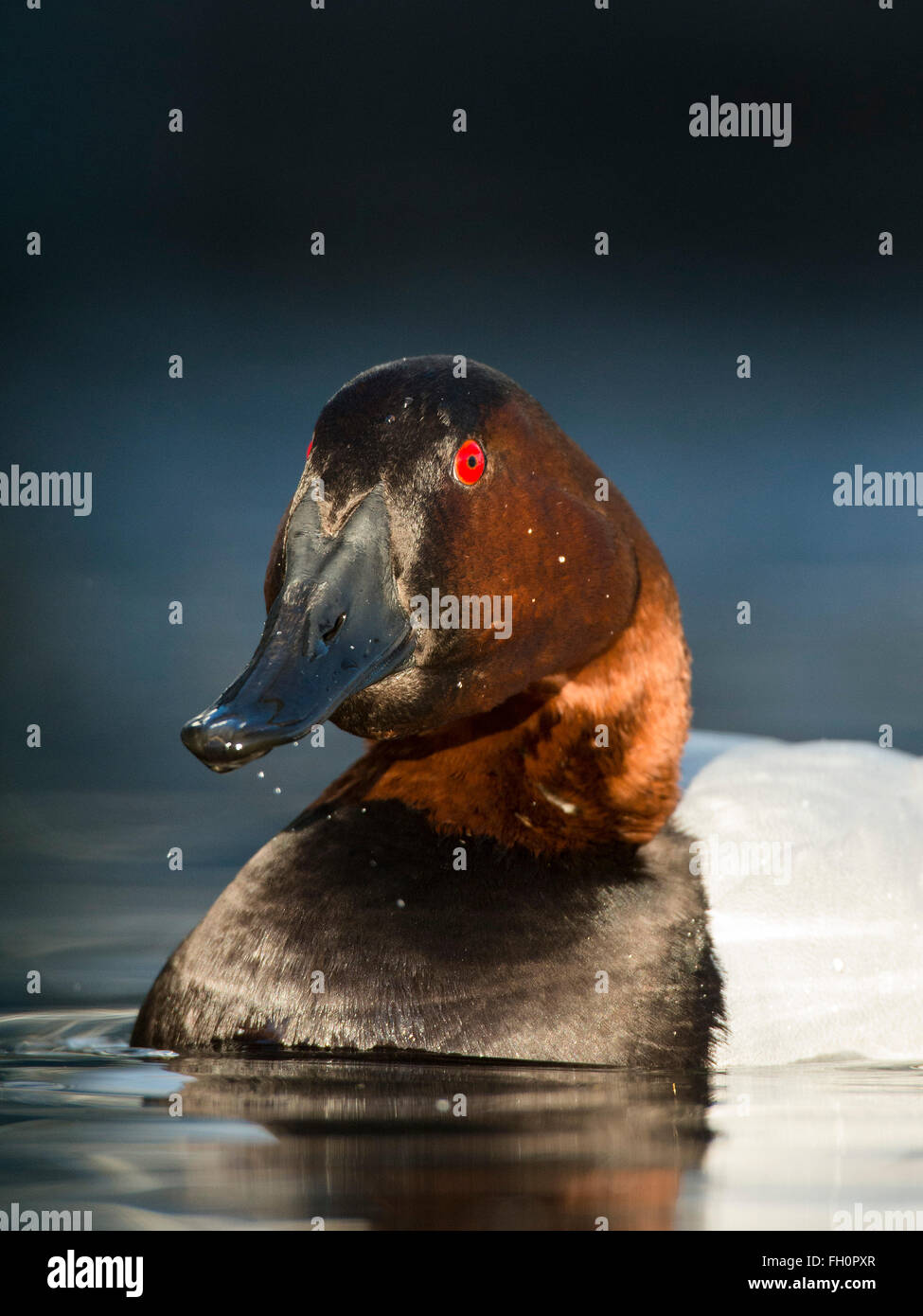 A Drake Canvasback swimming in the water Stock Photo - Alamy