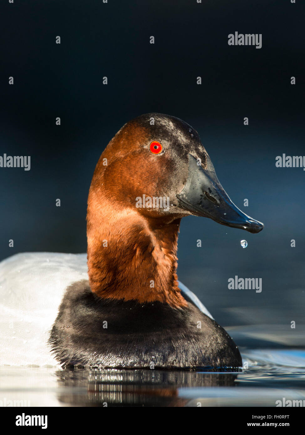 A Drake Canvasback swimming in the water Stock Photo - Alamy