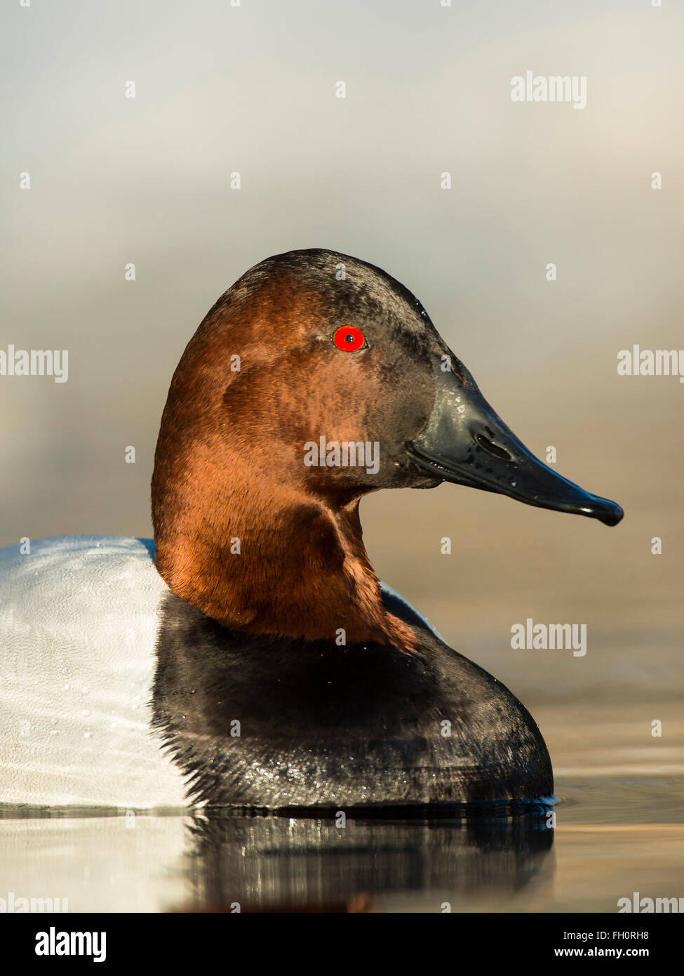 A Drake Canvasback swimming in the water Stock Photo - Alamy