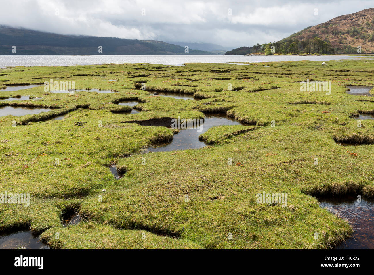 Saltmarsh in Scotland with cloudy sky, hills, sheep and the ocean Stock ...