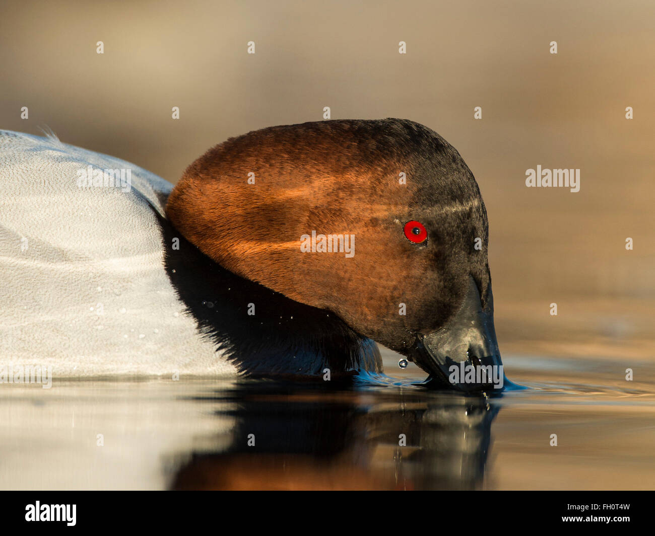 A Drake Canvasback swimming in the water Stock Photo - Alamy