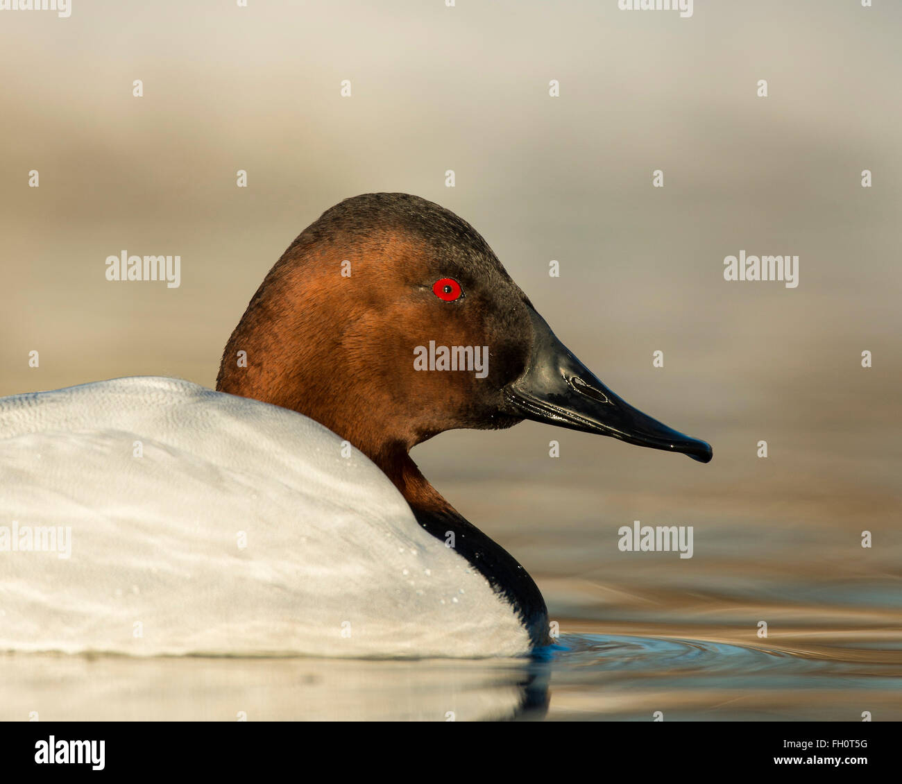 A Drake Canvasback swimming in the water Stock Photo - Alamy
