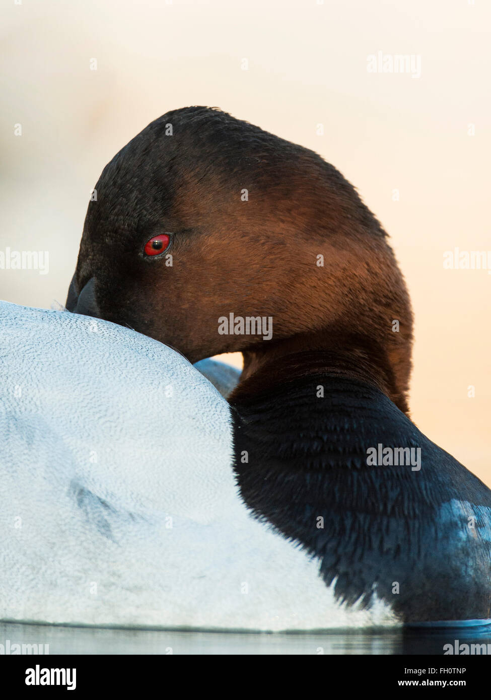 A Drake Canvasback swimming in the water Stock Photo - Alamy