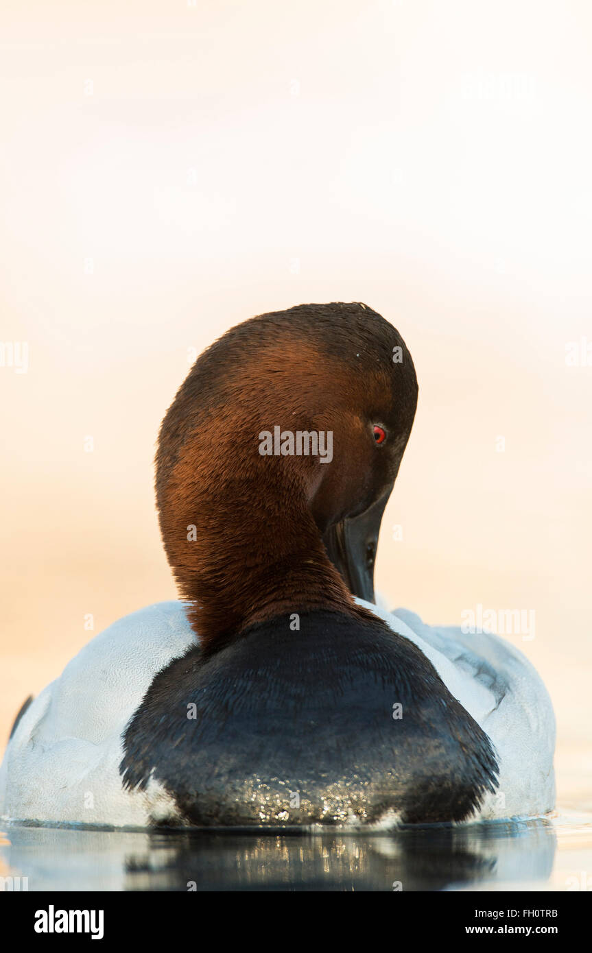 A Drake Canvasback swimming in the water Stock Photo - Alamy