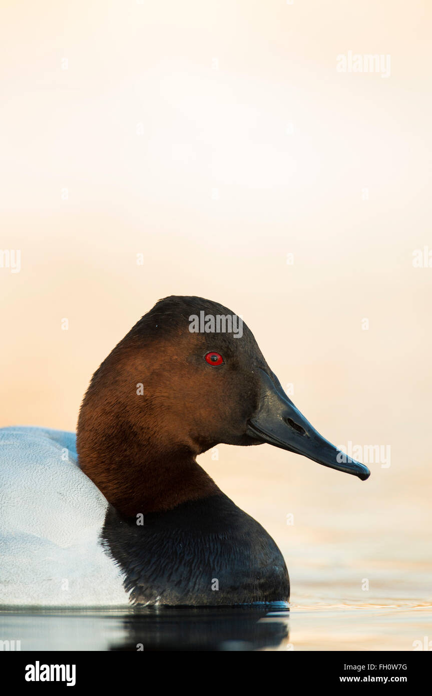 A Drake Canvasback swimming in the water Stock Photo - Alamy