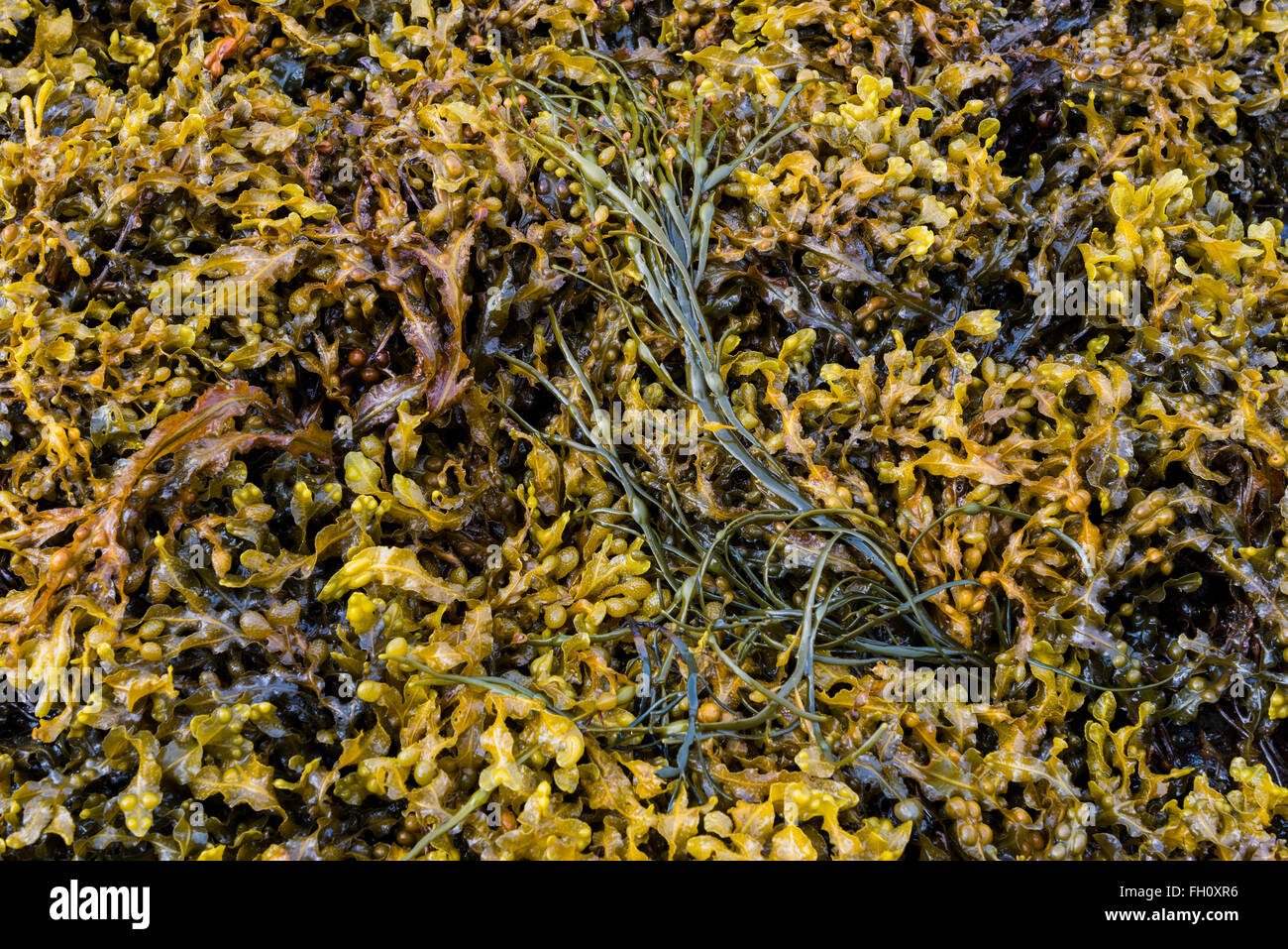 Brown seaweed at the shore of the ocean Stock Photo - Alamy
