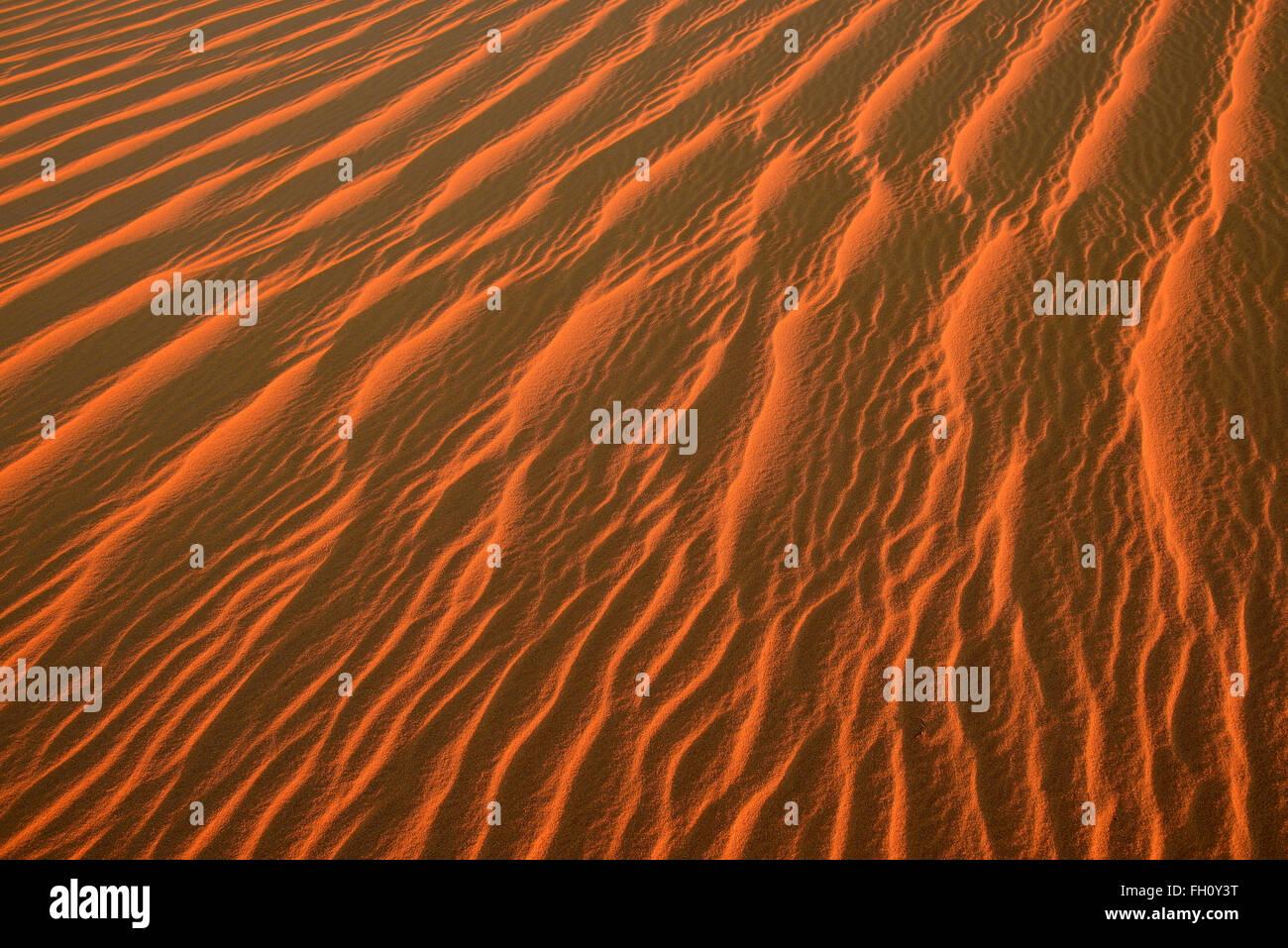 Sand ripples, texture on a sanddune, Algeria, Sahara, North Africa ...