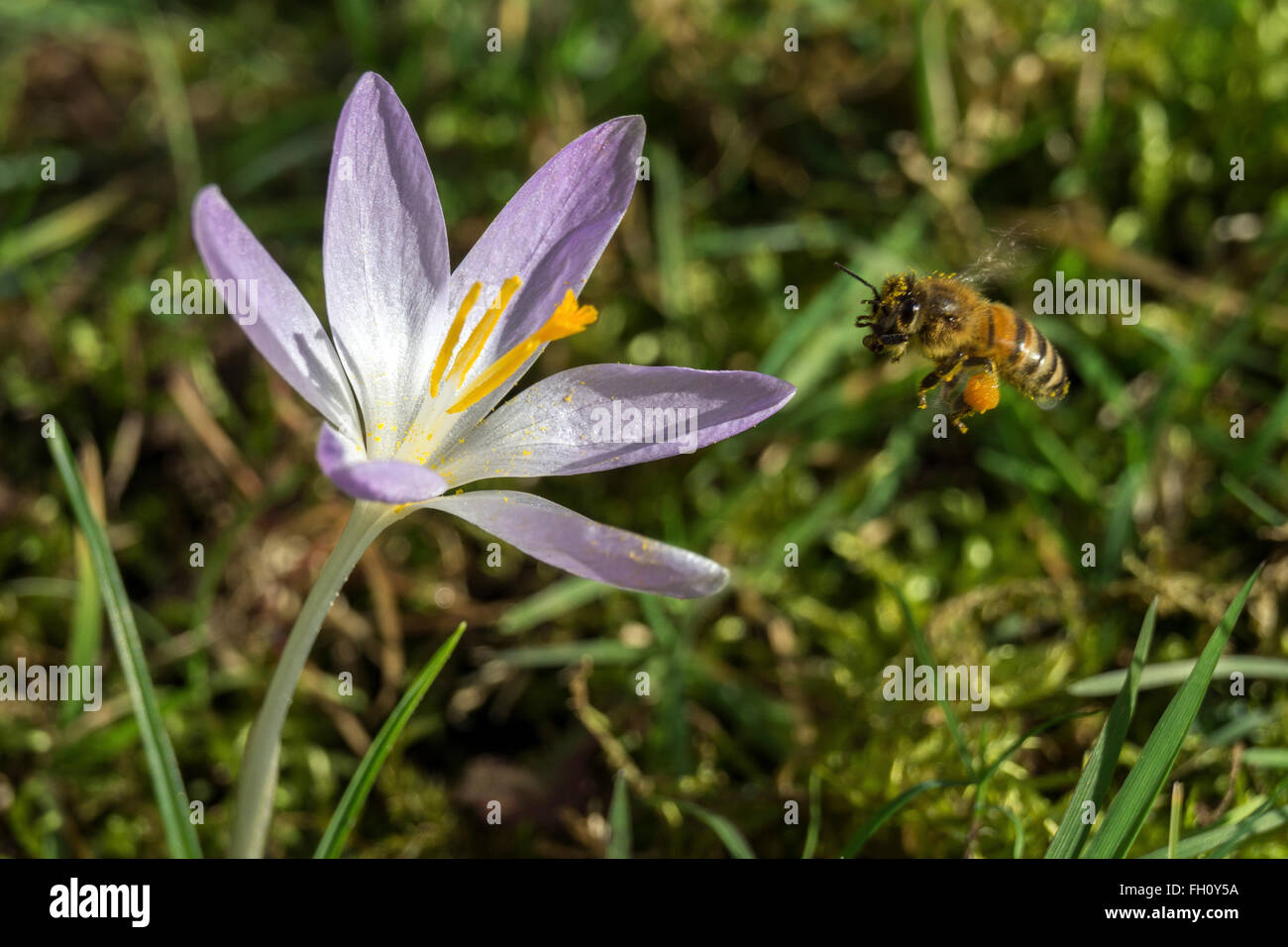 Honey bee (Apis) approaching a crocus, Crocus (Crocus), violet, Baden ...