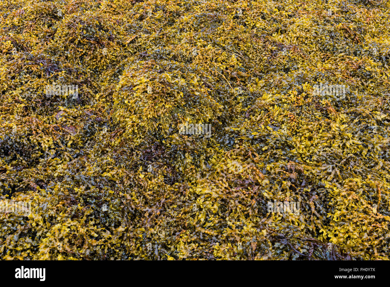 Brown seaweed field shore hi-res stock photography and images - Alamy