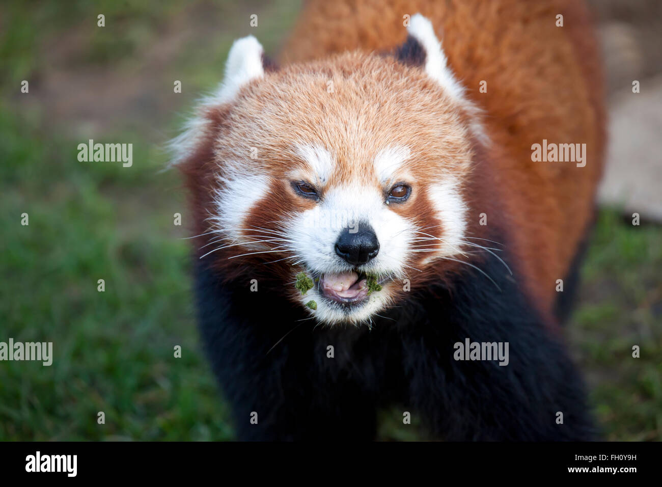 A close up of a Red Panda Stock Photo - Alamy