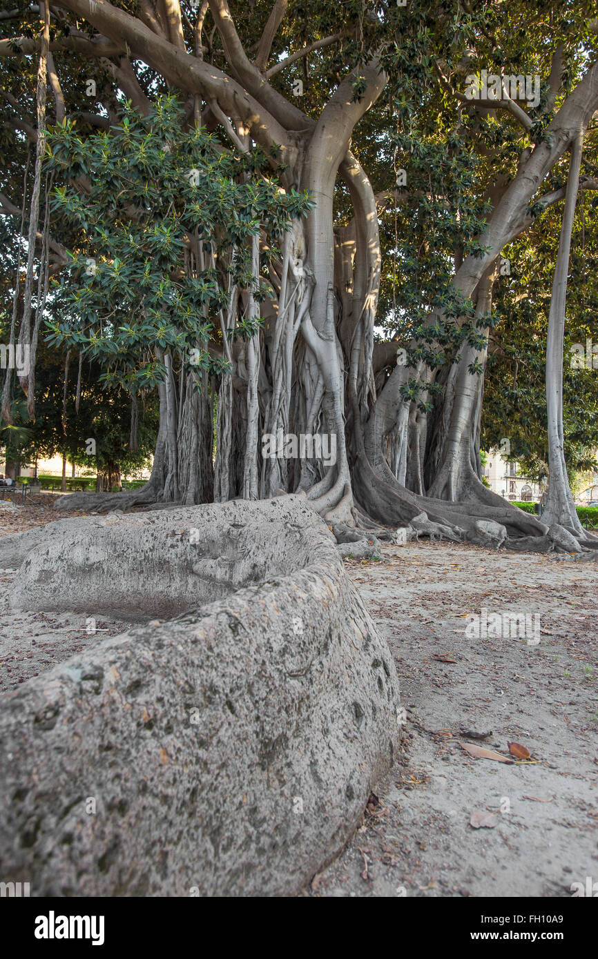 Moreton Bay fig or Australian banyan (Ficus macrophylla), Piazza Marina ...