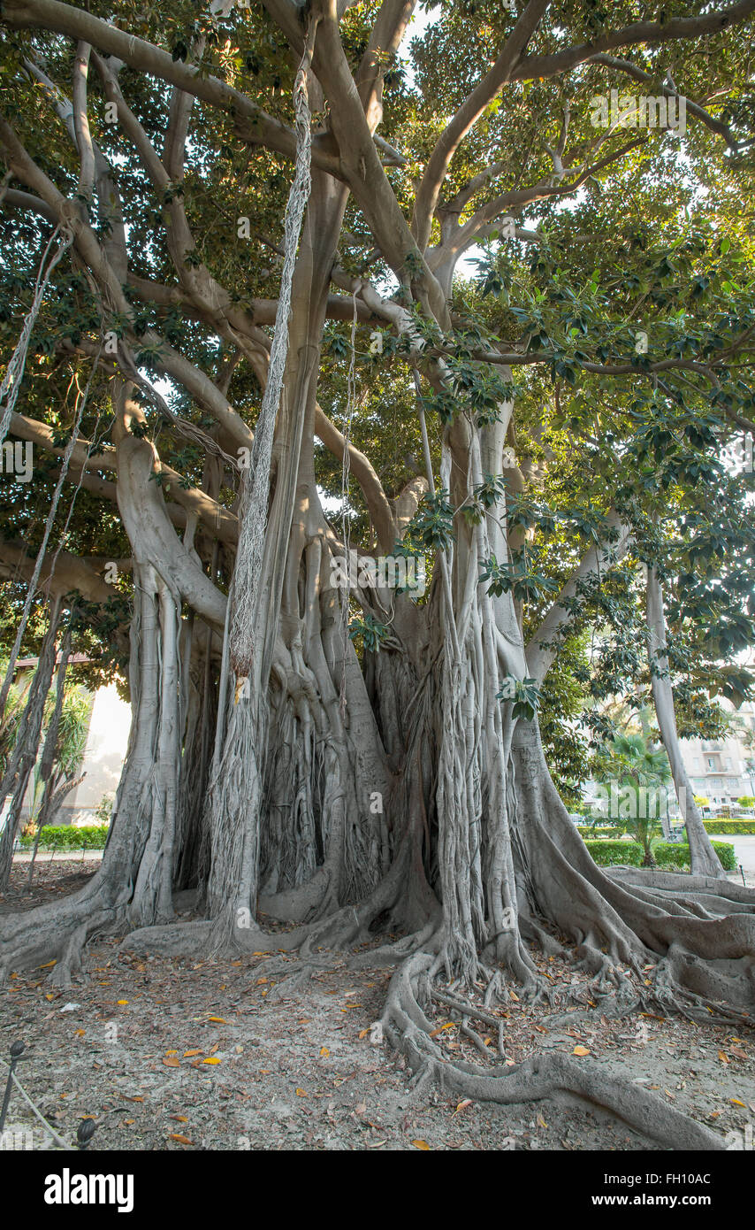 Moreton Bay fig or Australian banyan (Ficus macrophylla), Piazza Marina ...