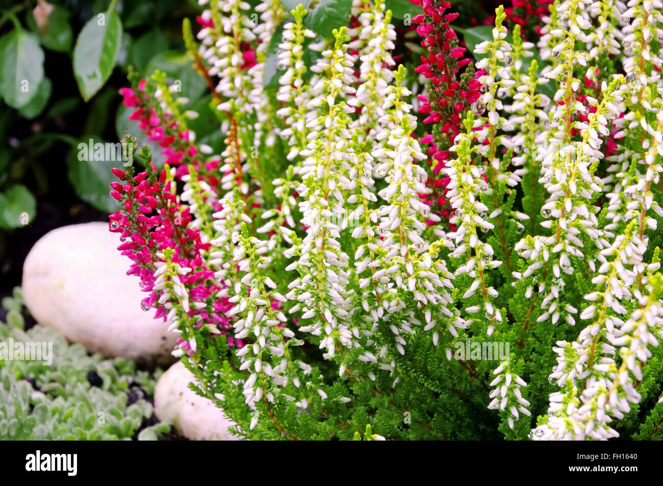 Heidekraut - Erica 11 Stock Photo - Alamy