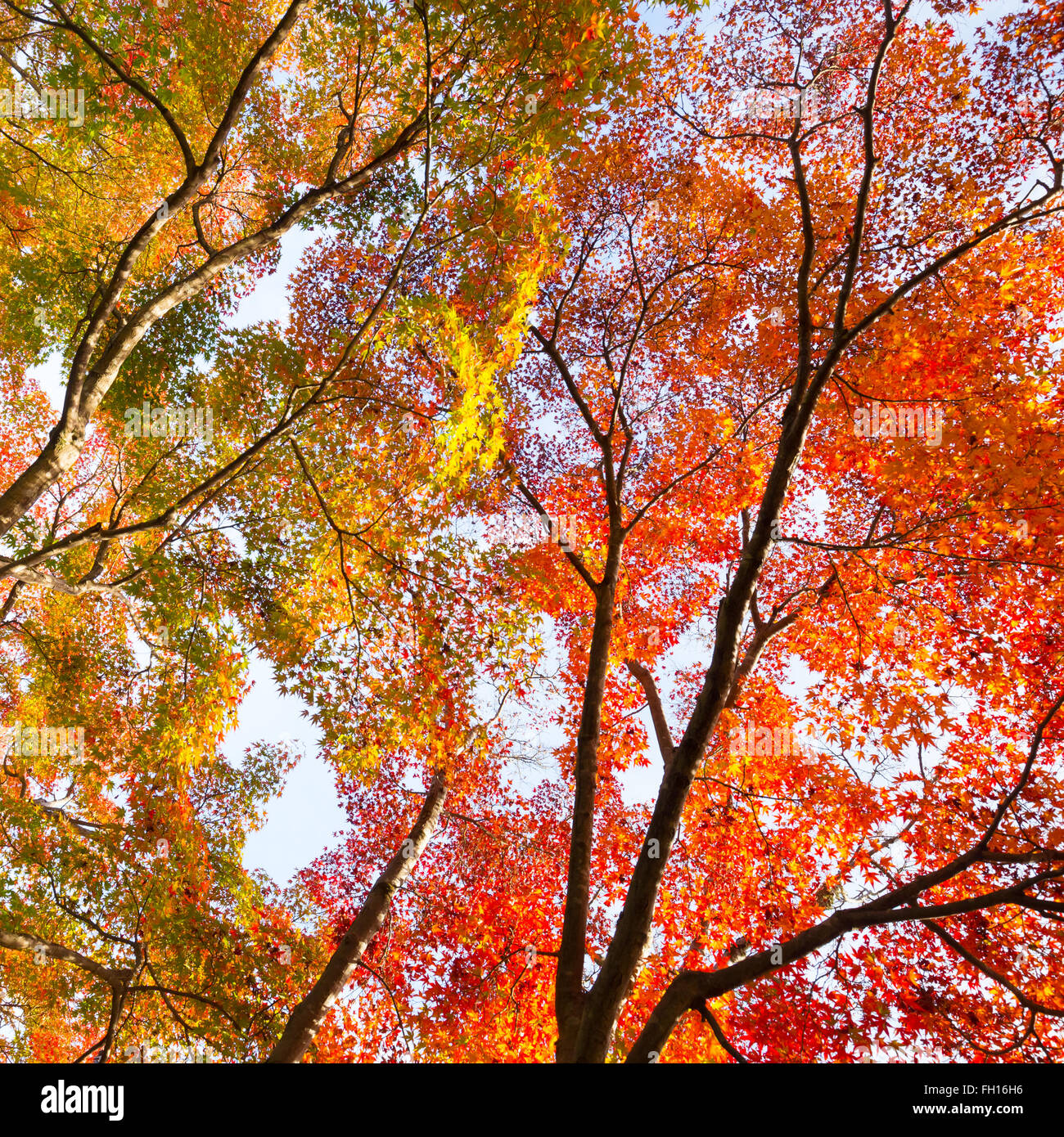 Colorful autunm treetops hi-res stock photography and images - Alamy