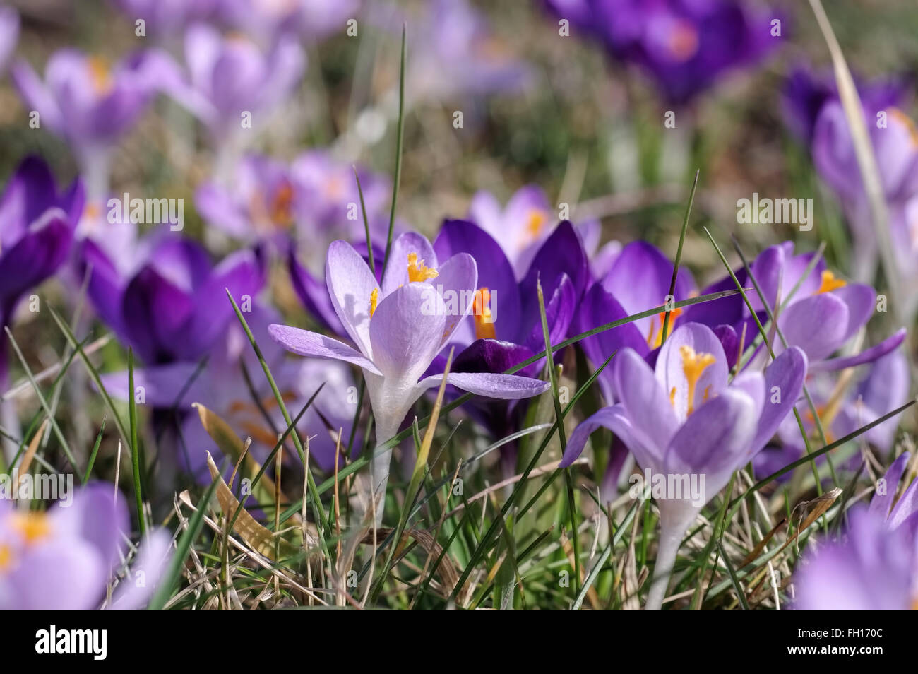 Krokus - Crocus flowers in early springtime Stock Photo - Alamy