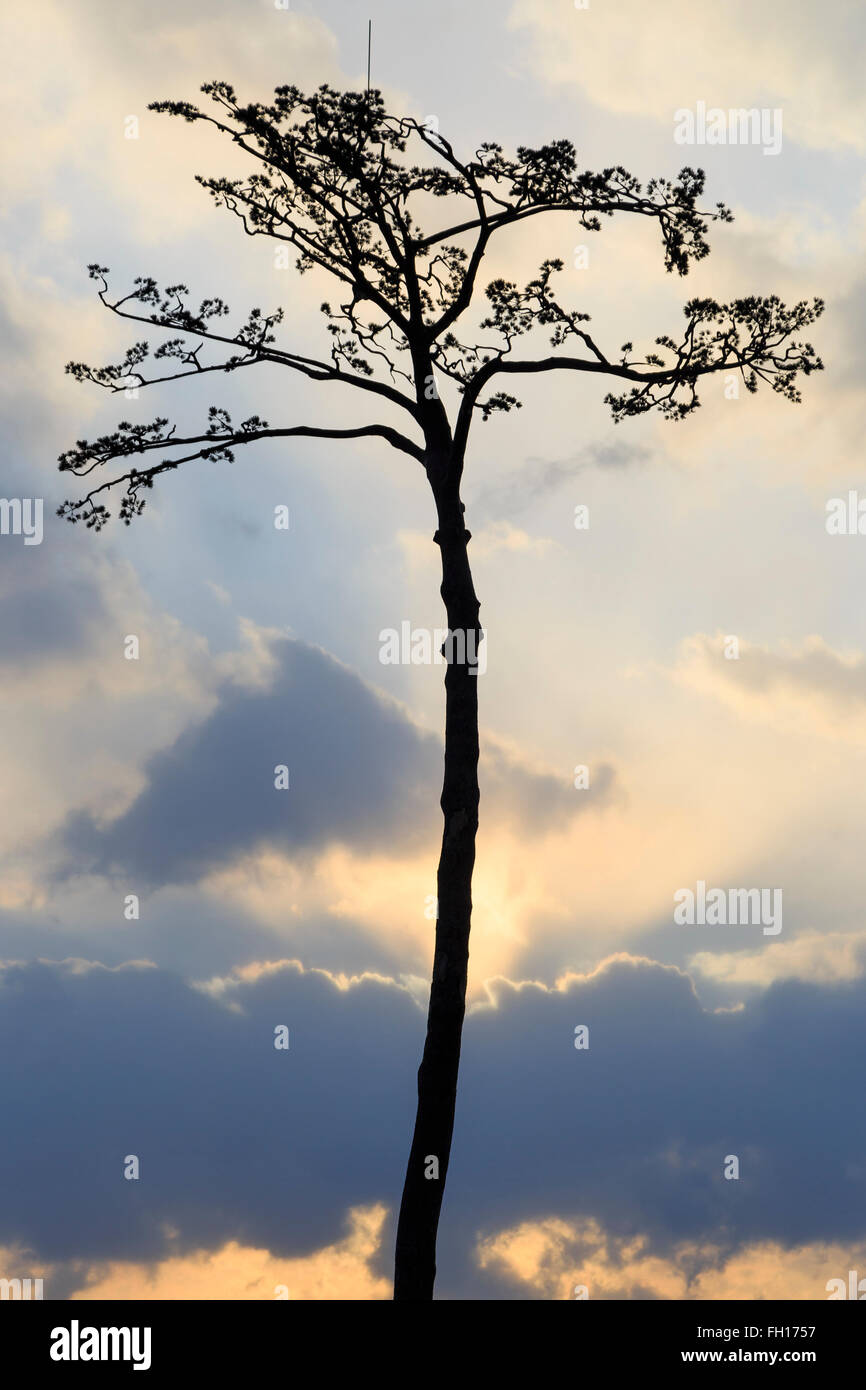 The Miracle Pine Tree, which survived the 2011 Tohoku Earthquake and ...