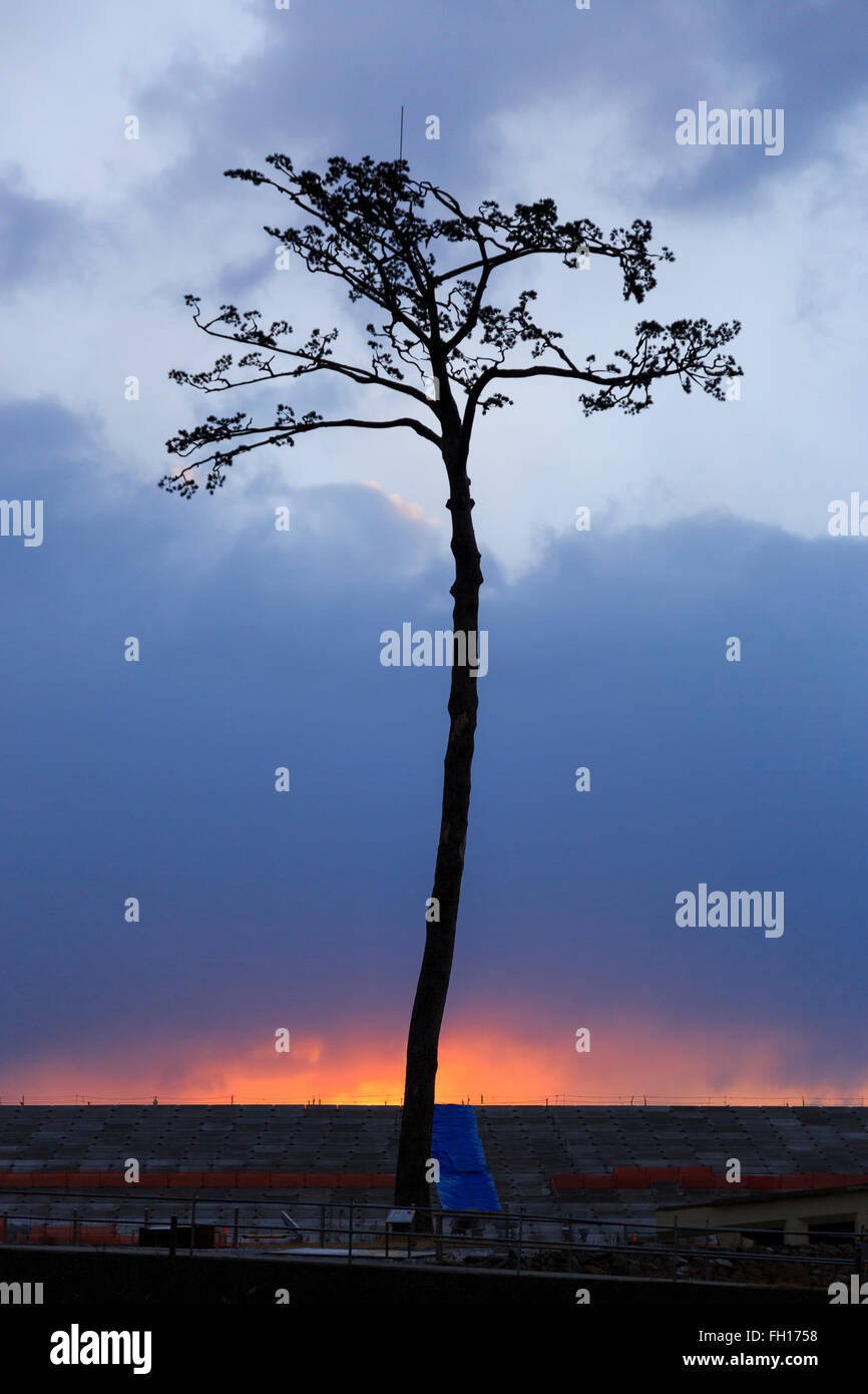 Rikuzentakata pine tree hi-res stock photography and images - Alamy