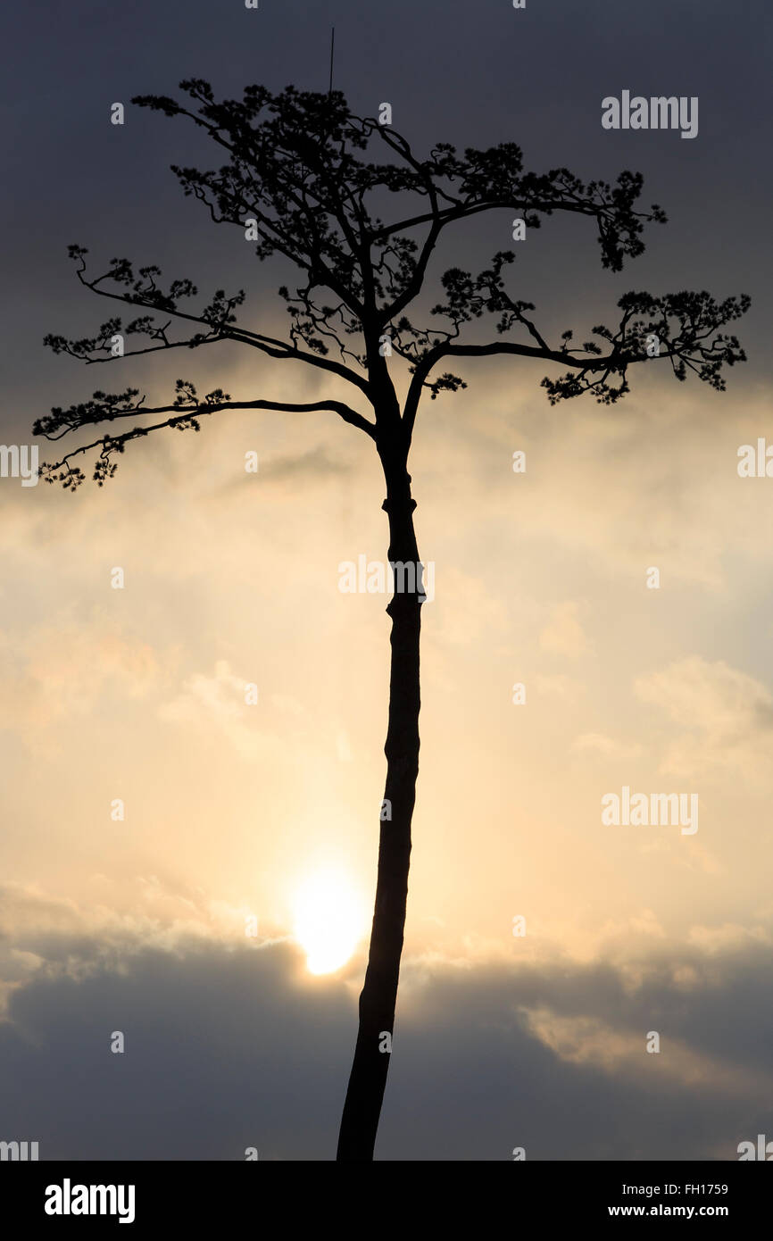 The Miracle Pine Tree, which survived the 2011 Tohoku Earthquake and ...