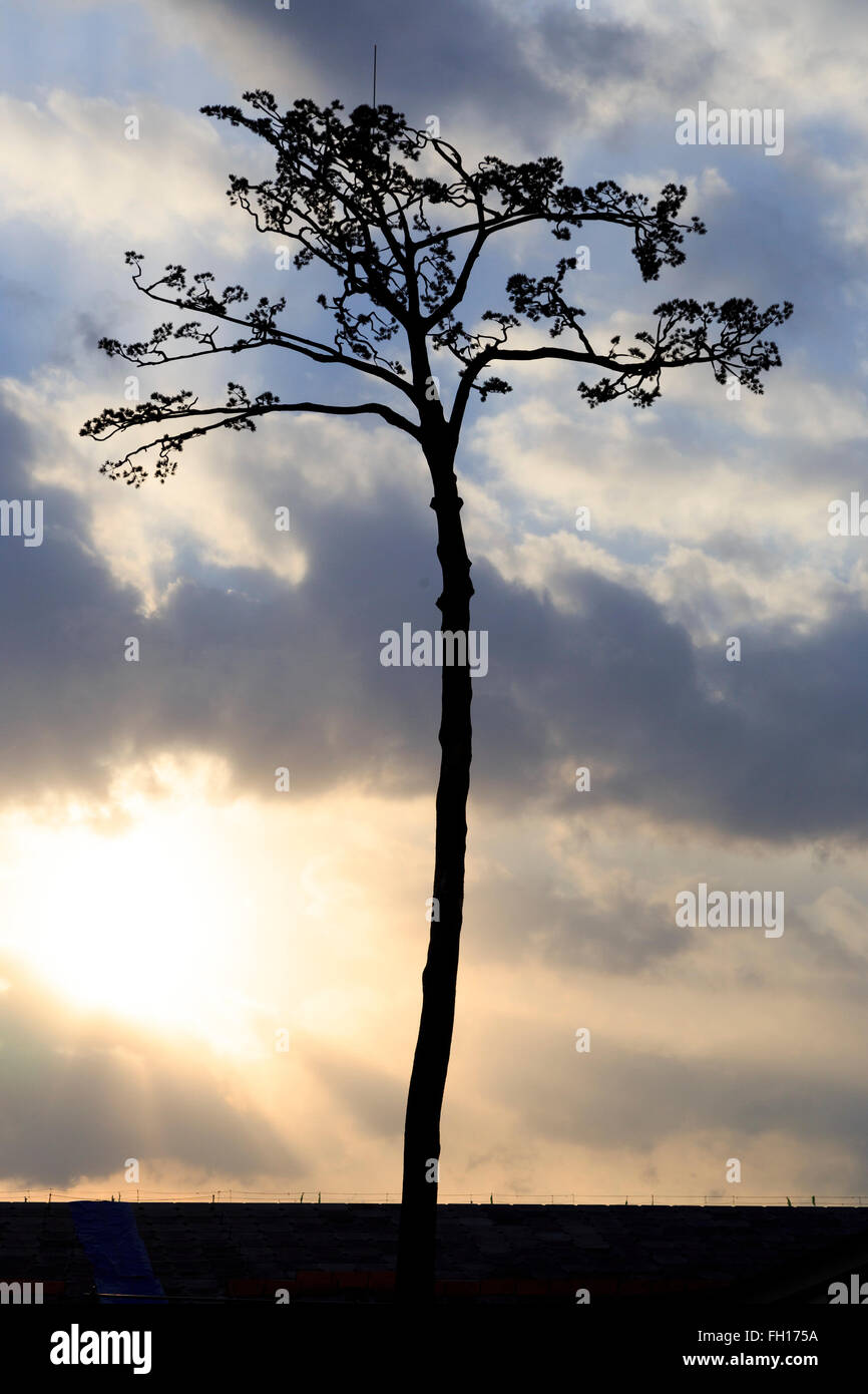 The Miracle Pine Tree, which survived the 2011 Tohoku Earthquake and ...