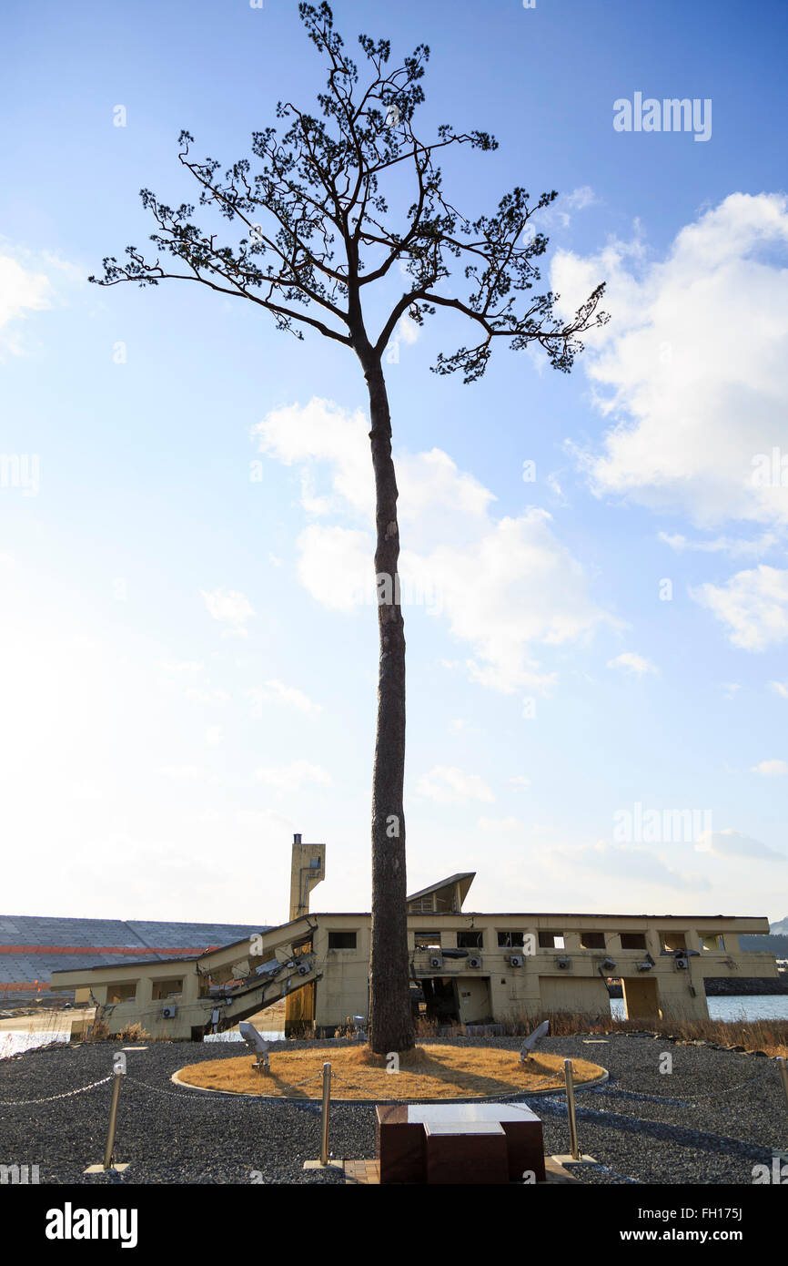 The Miracle Pine Tree, which survived the 2011 Tohoku Earthquake and ...