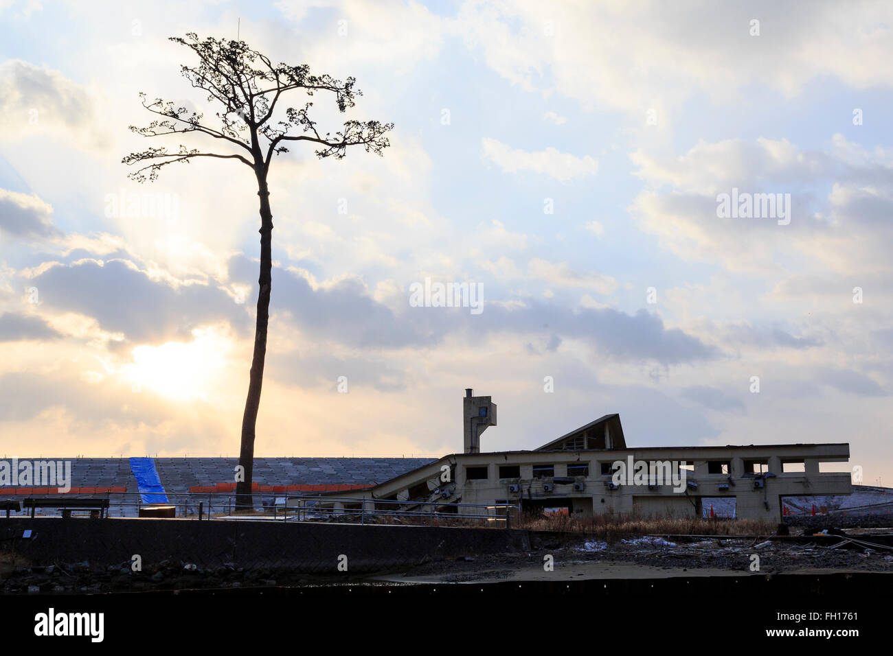 The Miracle Pine Tree, which survived the 2011 Tohoku Earthquake and ...