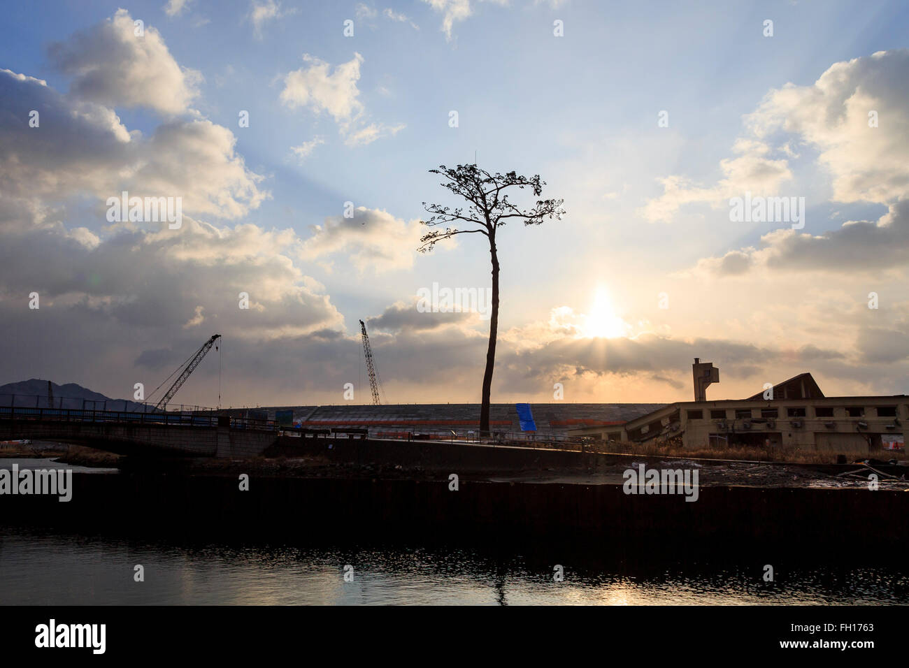 The Miracle Pine Tree, which survived the 2011 Tohoku Earthquake and ...